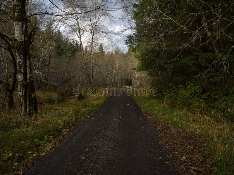 Old Forest Road stock photo. Image of northwest, dirt - 91526314