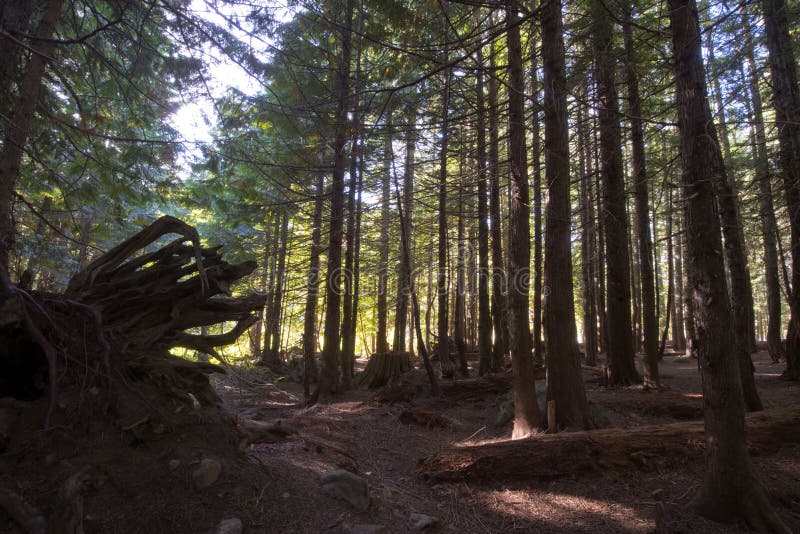 Old Forest with Rotten Fallen Trees with Powerful Roots Stock Image ...