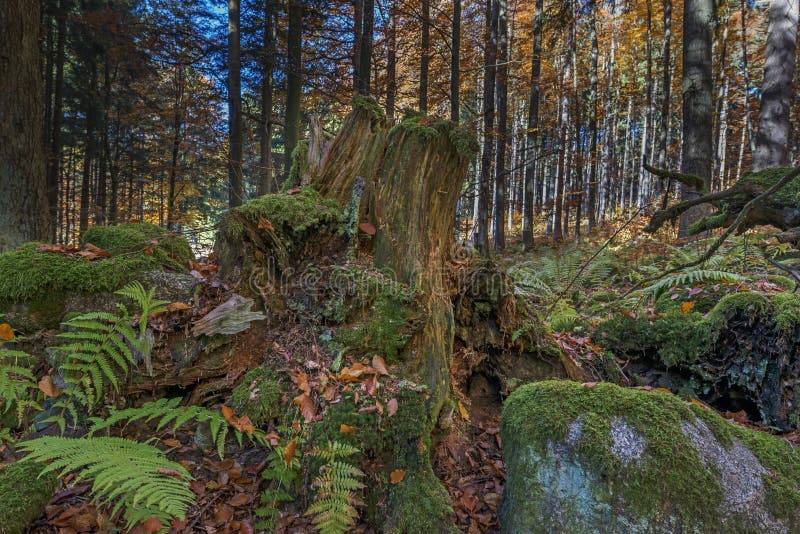 Old forest stock photo. Image of leaf, flora, grow, foliage - 62026962