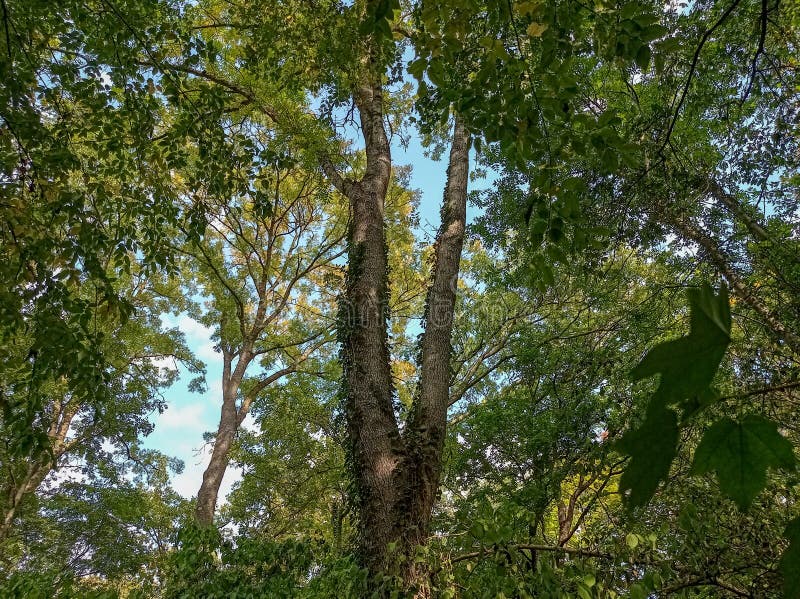 Old Forest, Tall Trees. View of the Treetops Stock Image - Image of ...