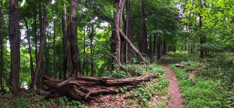 Old Forest Trail stock photo. Image of outdoors, landscapes - 74139026