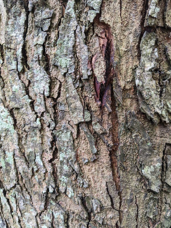 Old Forest Tree Bark Pattern Abstrack Background - Natural Concept ...