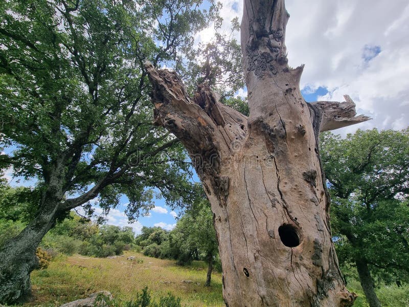 Old forest . stock image. Image of flower, grove, plant - 374707033