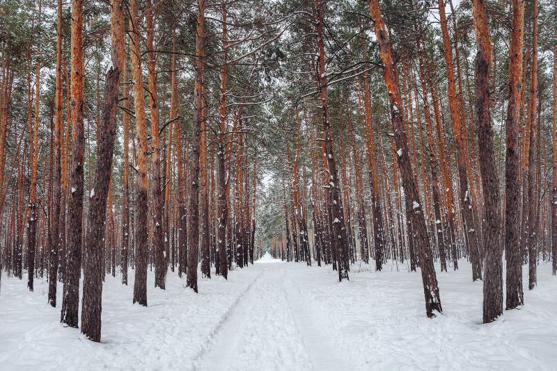 Old Forest in Winter with a Long Pathway Stock Image - Image of plant ...