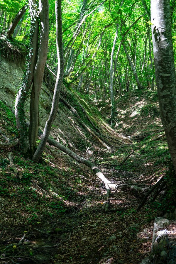 Old Forest in Zedazeni Area Stock Image - Image of wood, travel: 187564249