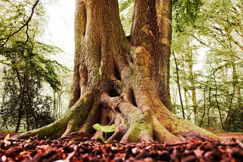 Bavarian Forrest stock image. Image of tree, germany - 90565261