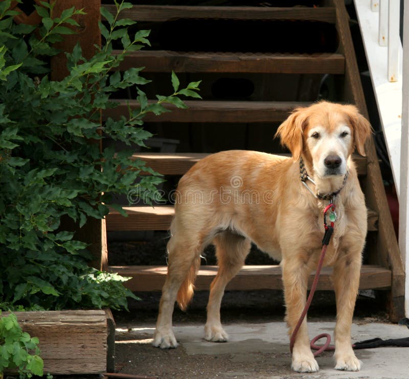 Old Friend stock photo. Image of stare, leash, stand, older - 959684