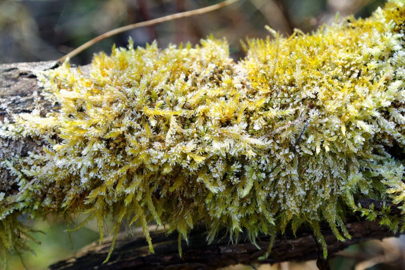 Old frozen moss stock photo. Image of detail, cold, plant - 74737048