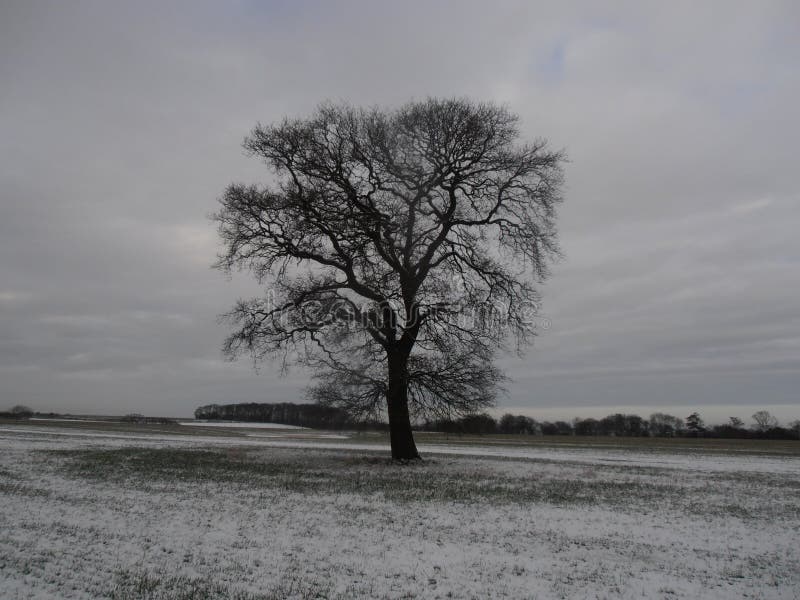 Frozen Oak Tree in the Snow Stock Photo - Image of countryside, winter ...
