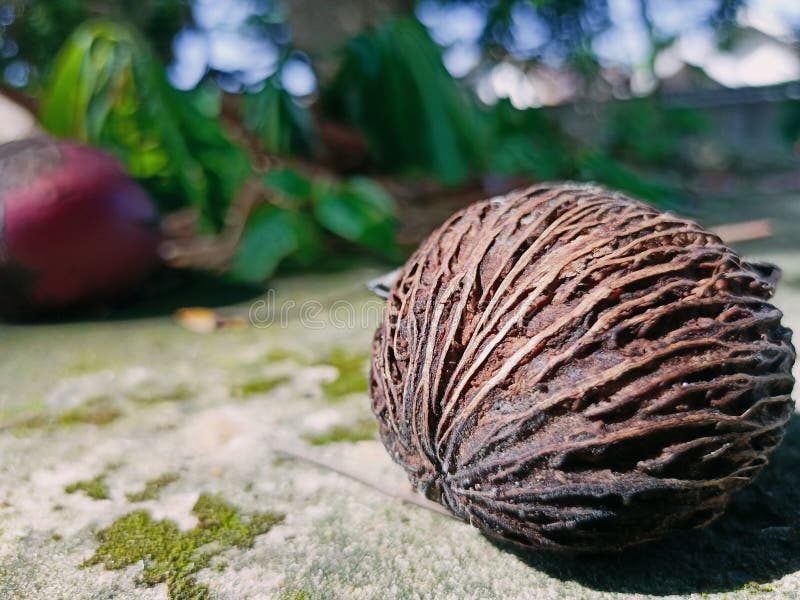 Old Fruit in the Asian Village Stock Photo - Image of fruit, vilage ...