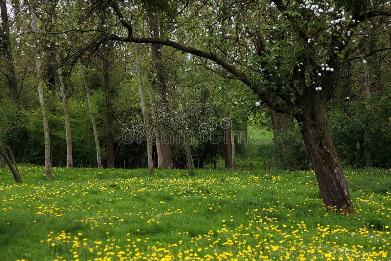 Old Fruit Orchard in Spring Stock Image - Image of pasture, flowering ...