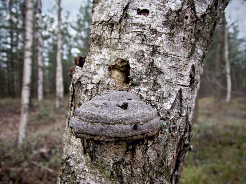 Old Fungus on the Old Birch Tree Trunk Stock Image - Image of white ...