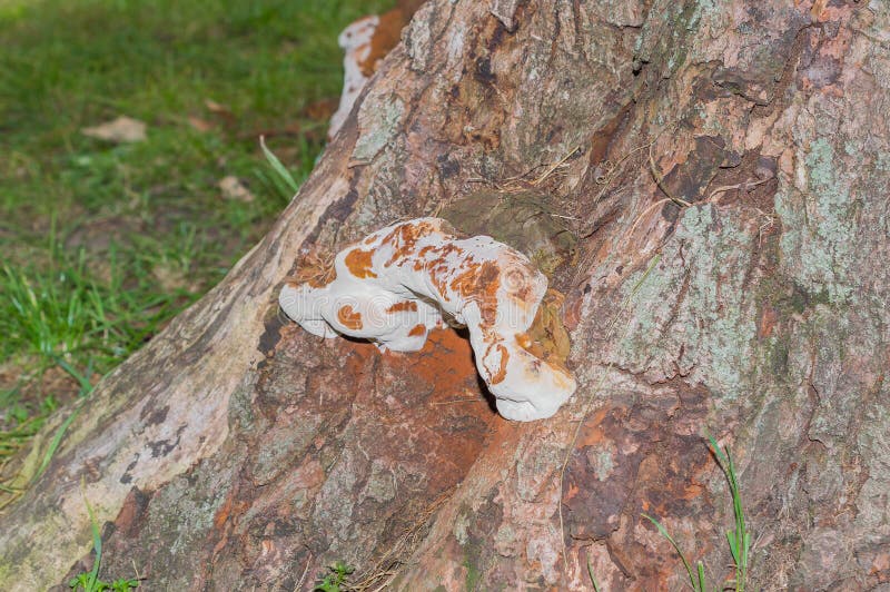 Old Fungus on a Sycamore Tree with Pink Bush Stock Photo - Image of ...