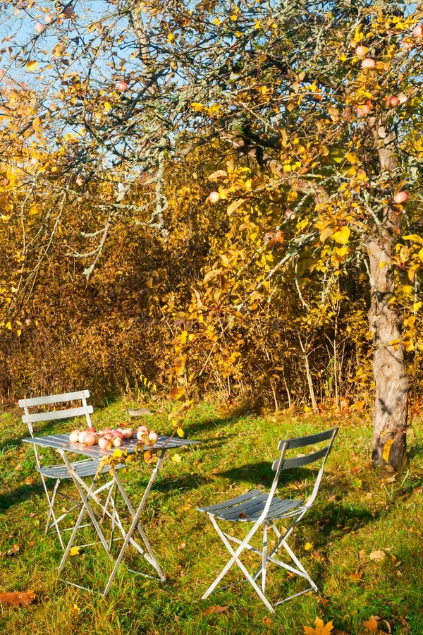 Old Garden Chairs and Table with Apples beside an Apple Tree in Autumn ...