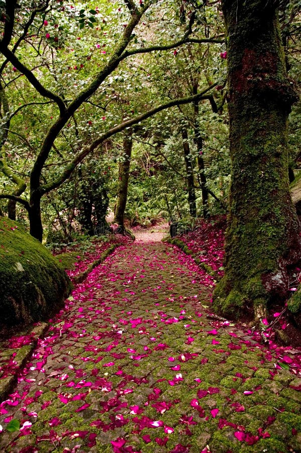 233 Path Covered Petals Photos - Free & Royalty-Free Stock Photos from ...