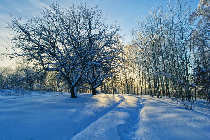 130 Purple Pathway Winter Stock Photos - Free & Royalty-Free Stock ...
