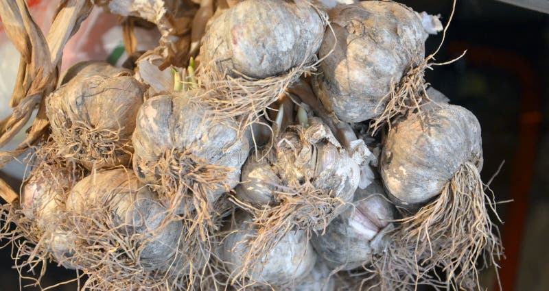 Old garlic stock image. Image of culinary, cook, agriculture - 36435349