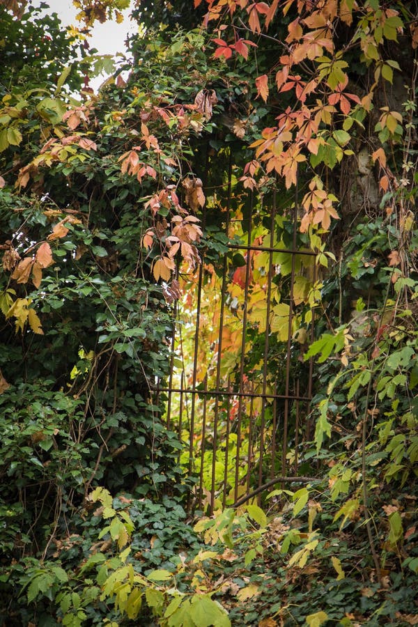 Old gate in the forest stock photo. Image of forest, alps - 79162420