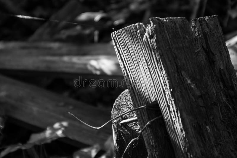 Old Gate Post in Black and White Stock Image - Image of reflection ...