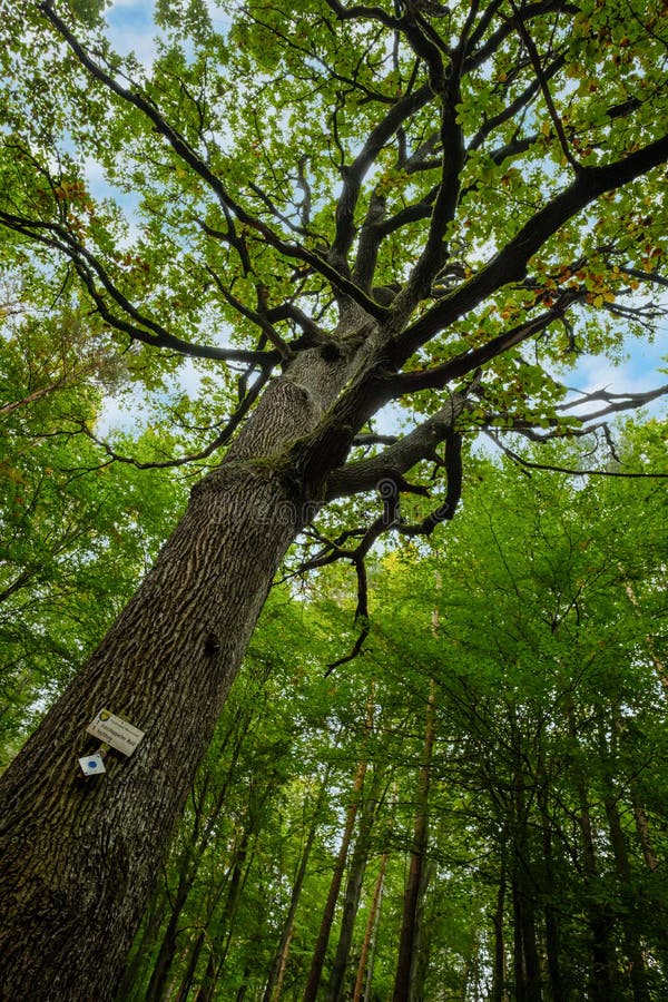 Old German Oak Tree in a Forest Stock Photo - Image of beautiful ...