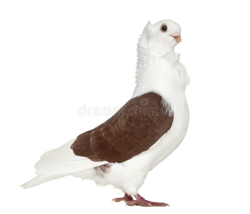 Old German Owl Pigeon Isolated on White Stock Photo - Image of goura ...