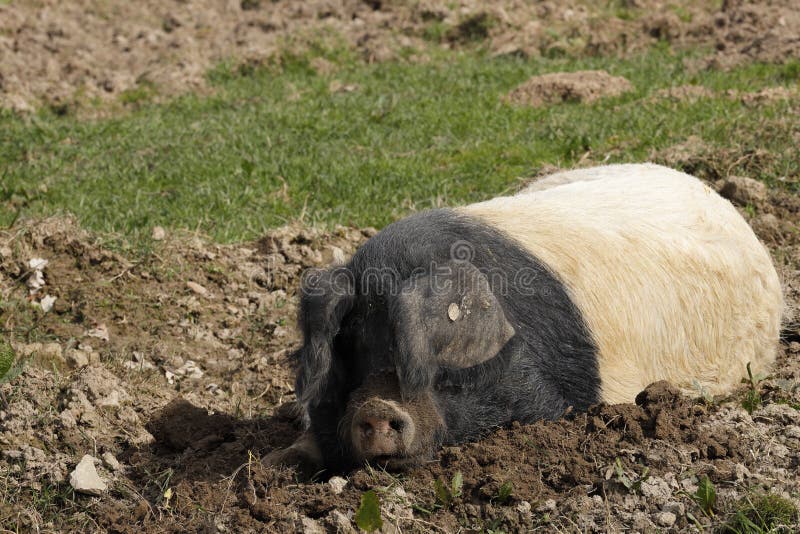 Old German pig breed stock photo. Image of breed, swine - 144625790