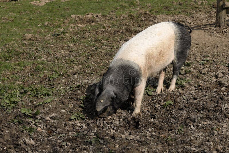 Old German pig breed stock photo. Image of swine, meat - 144625948