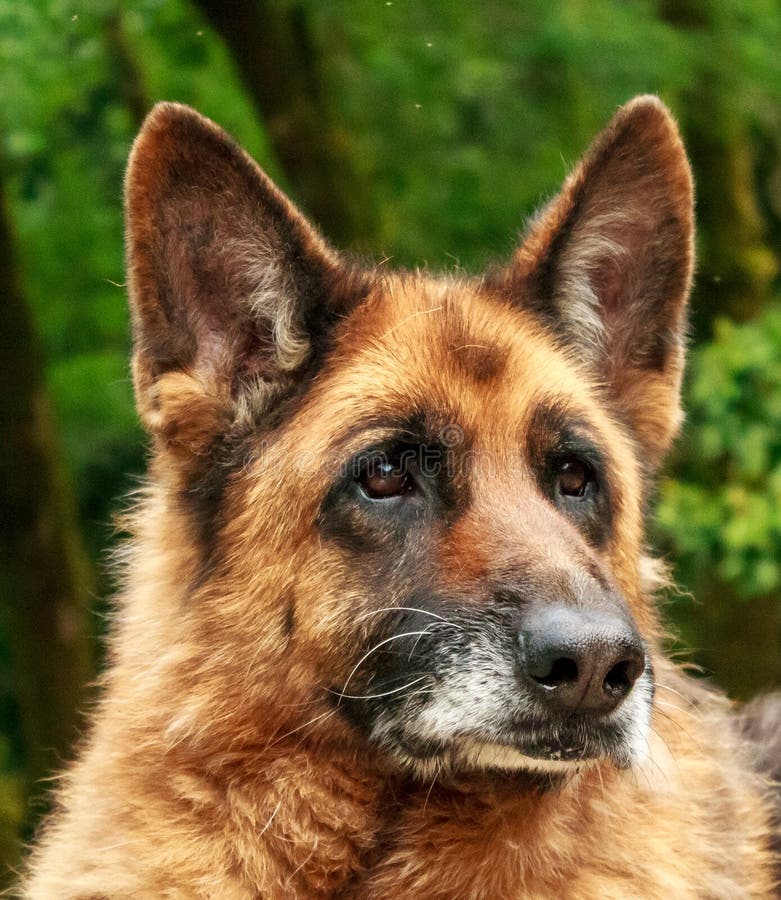 Old German Shepherd Dog Head. Stock Photo - Image of mammal, dignity ...