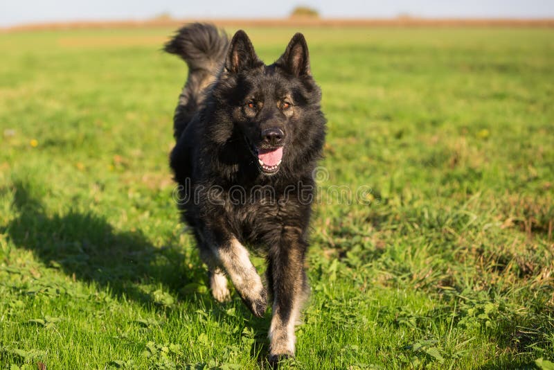 3,185 Old Dog Running Stock Photos - Free & Royalty-Free Stock Photos ...