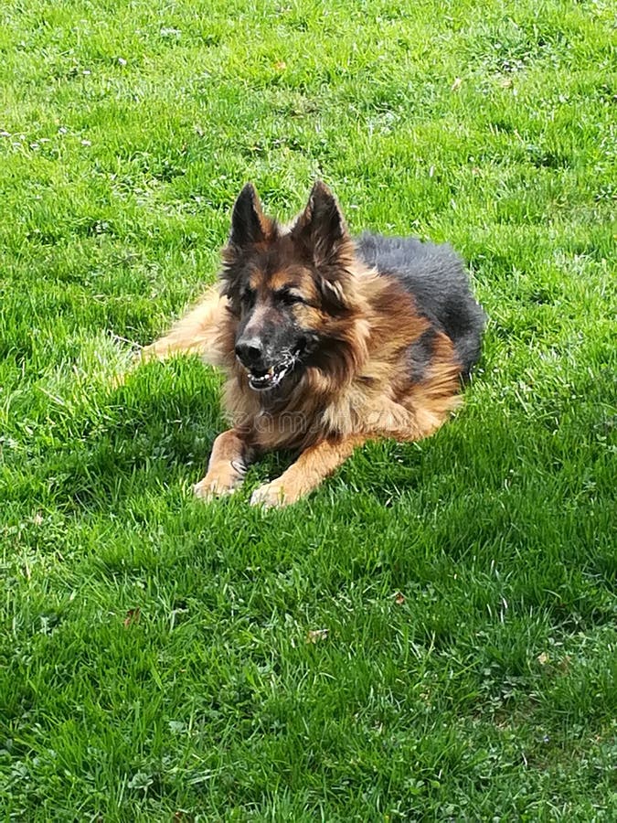 Old german Sheppard stock image. Image of sheppard, german - 114505967
