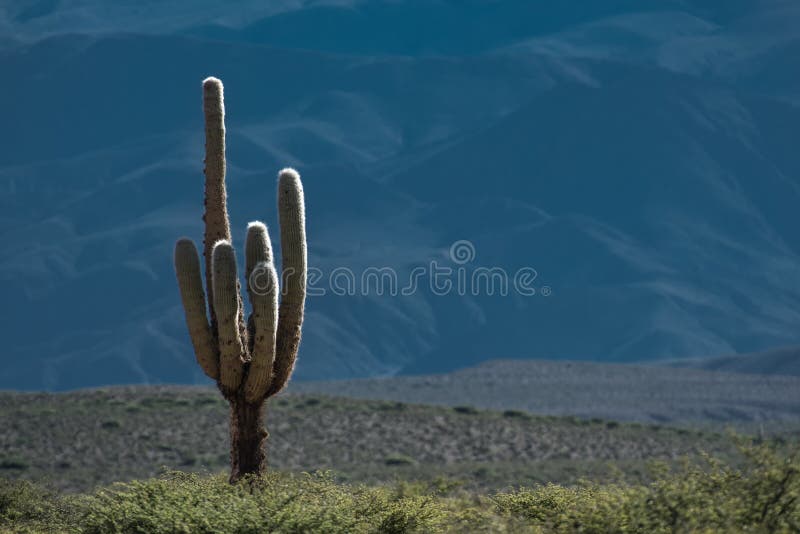 Old giant cactus stock image. Image of giant, nature - 185674299