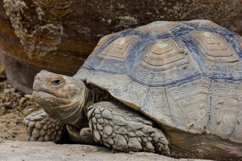 An old giant turtle stock image. Image of species, tank - 94032177