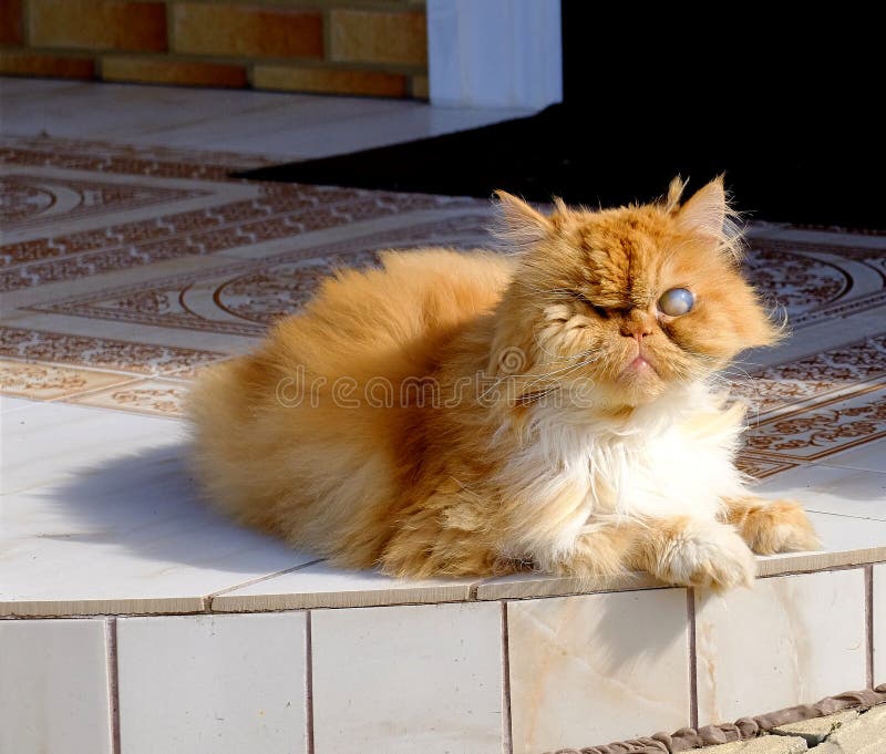 Old Ginger Blind Cat without an Eye Sitting in Front of the House Stock ...