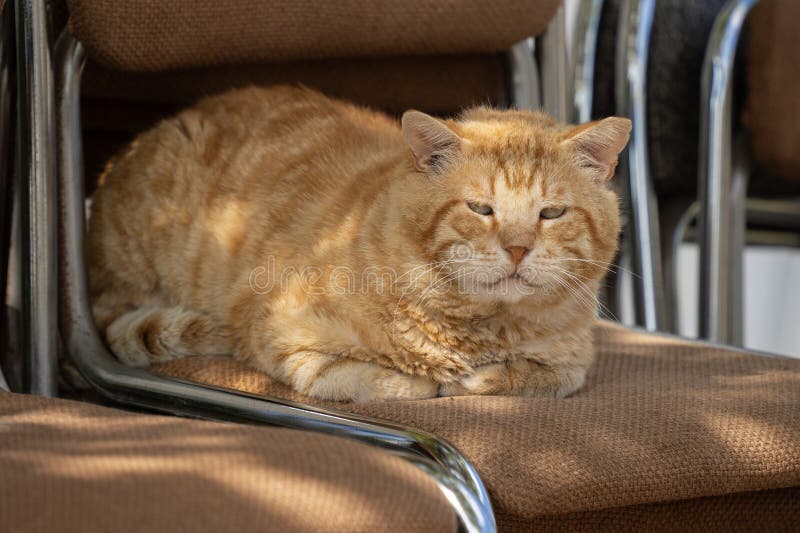 An Old Ginger Cat Portrait stock photo. Image of chairs - 322204386