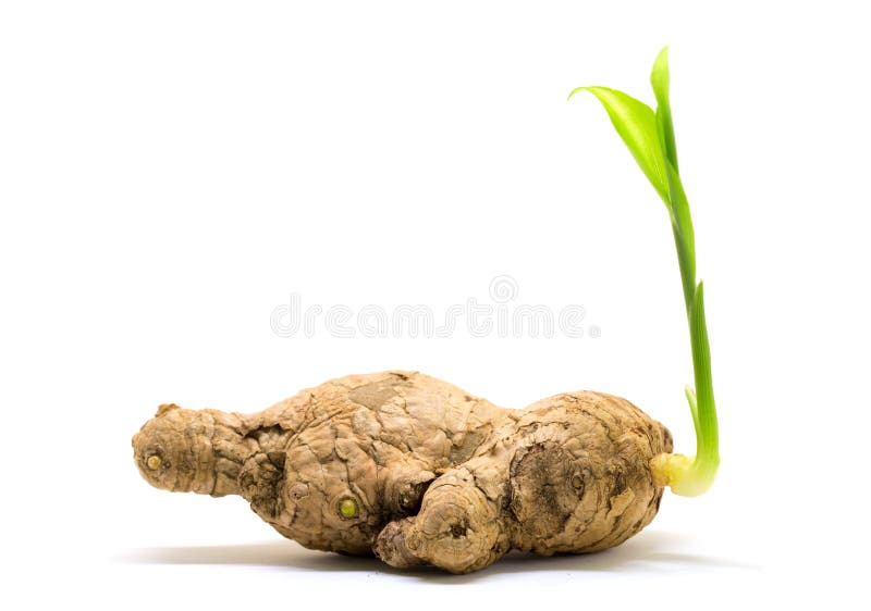 22,311 Green Leaf Power Plant Stock Photos - Free & Royalty-Free Stock ...