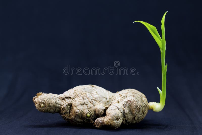 Old Ginger Root with Young Green Sprout. Spring Sprout of Plant ...