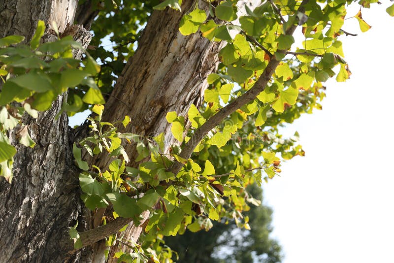 Gingko tree bark stock image. Image of orange, pattern - 65558253