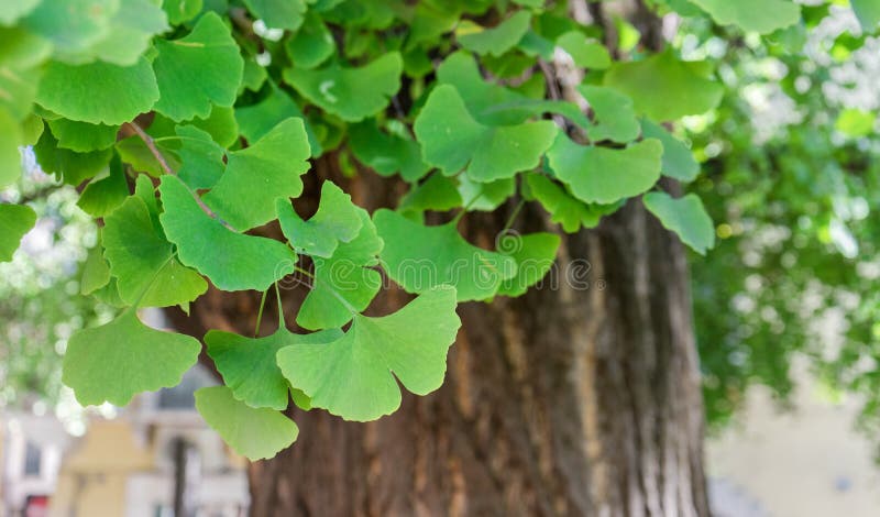 Old ginkgo tree stock photo. Image of ginkgo, town, italy - 111163102
