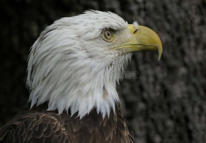 Portrait of an old eagle stock photo. Image of falconry - 31375396