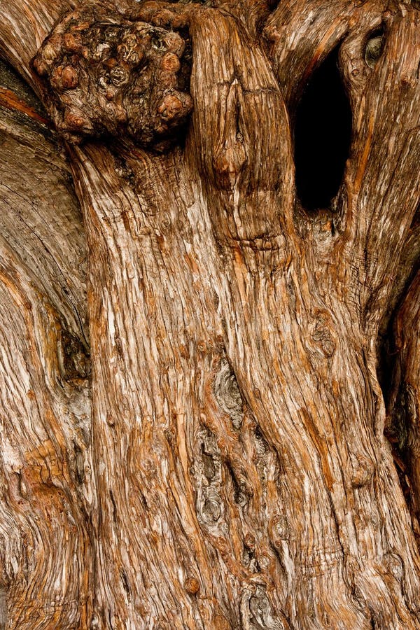 Old Gnarled Oak Tree with Knot Hole Stock Image - Image of brown ...