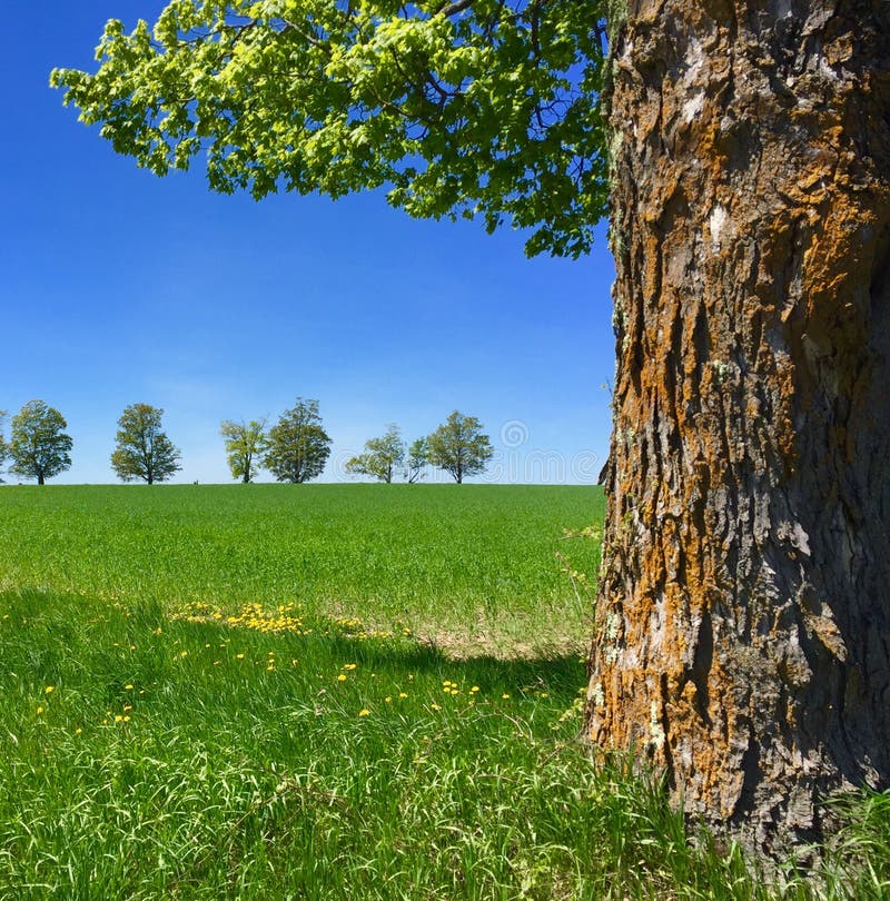 Oak Tree with Trees in the Distance in Maine Stock Photo - Image of ...