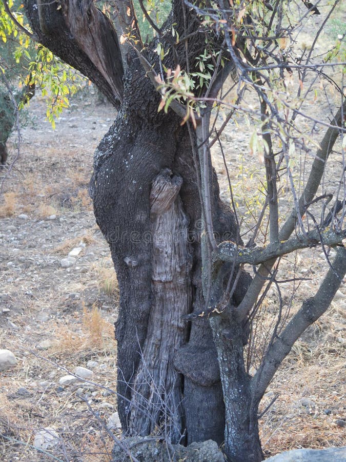 Person Hiding in Olive Tree Stock Image - Image of spain, outdoor ...