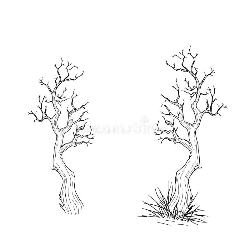 Old Gnarled Tree from Dark Forest Thicket, Black and White Sketch in ...