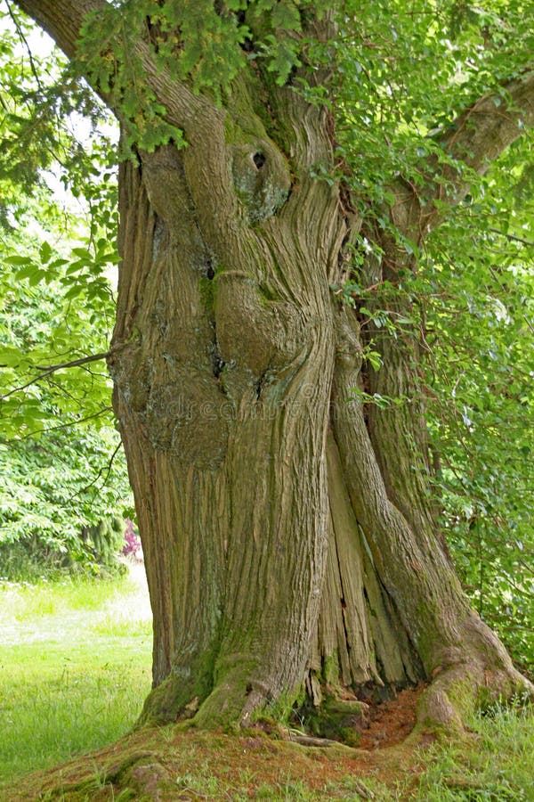 Old Gnarled Tree in an English Meadow Stock Image - Image of park, aged ...