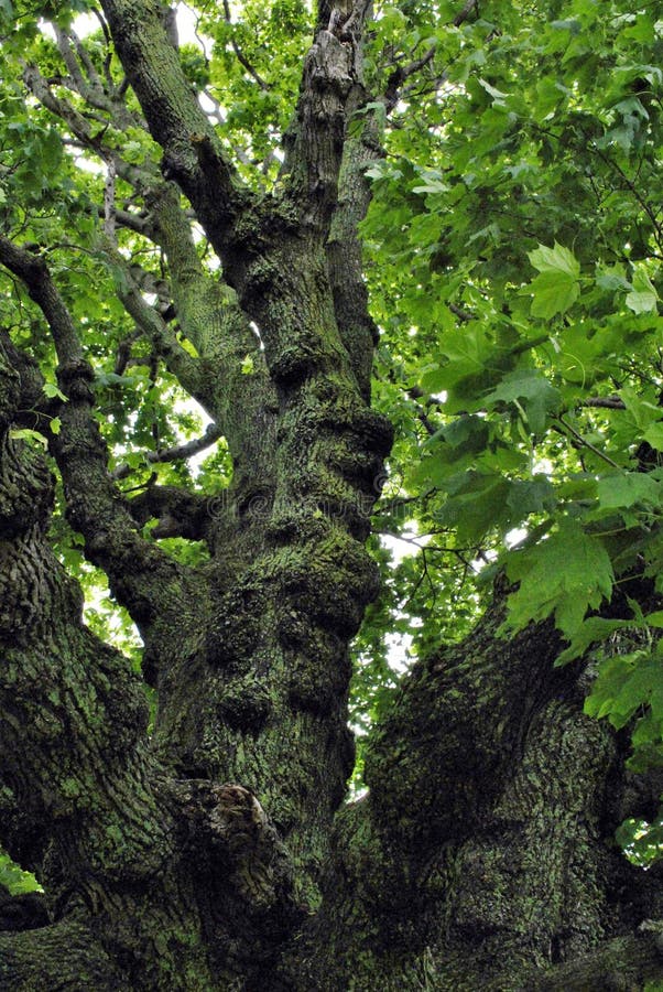 Old gnarled tree stock photo. Image of nature, park - 100348084
