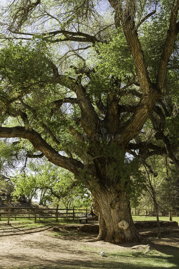 Old gnarled tree stock photo. Image of stump, utah, sands - 44539306