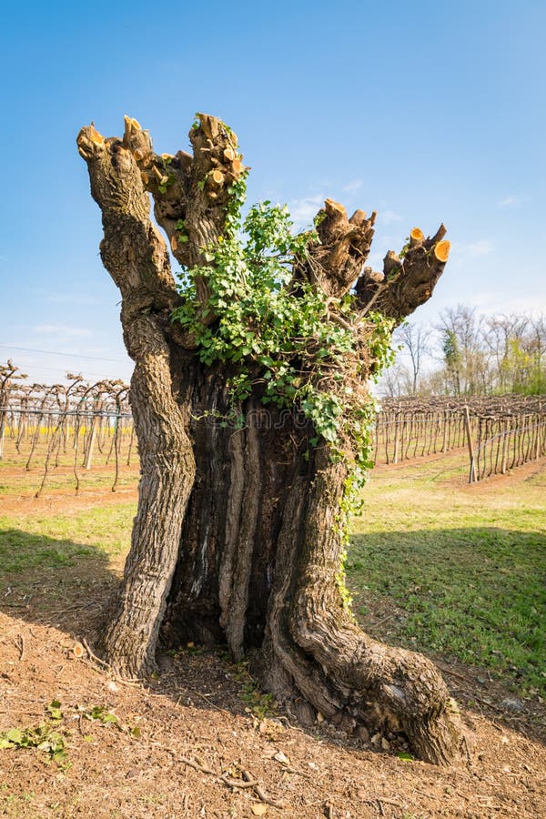 Old Gnarled and Twisted Mulberry Tree. Stock Image - Image of wood ...