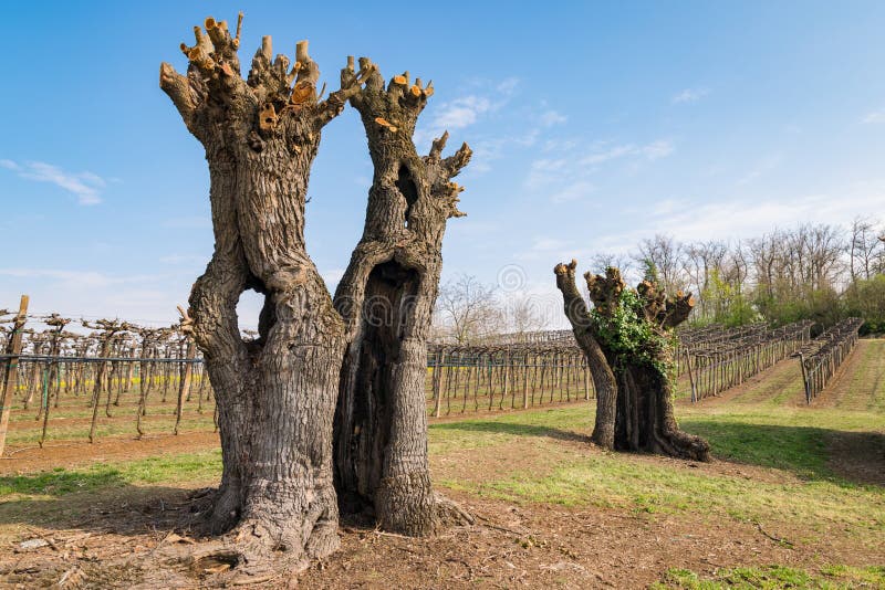 Old Gnarled and Twisted Mulberry Trees. Stock Photo - Image of ...