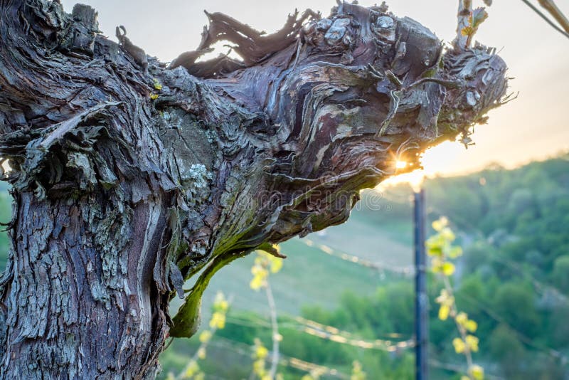 Old Gnarled Vine with Bark and Lichen Stock Photo - Image of gnarled ...