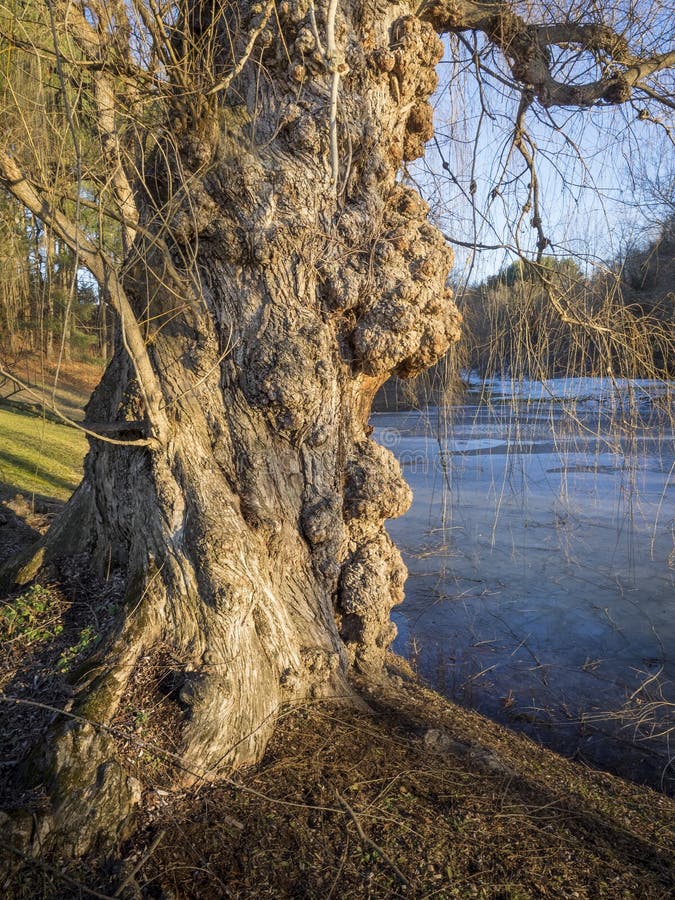 Old Gnarled Willow Tree by a Pond Stock Image - Image of ancient ...
